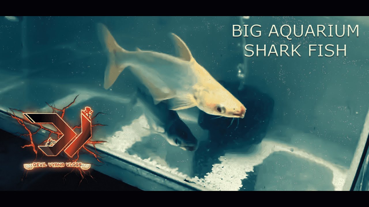 Escape the Fear: Big Aquarium Shark Fish Revealed - YouTube