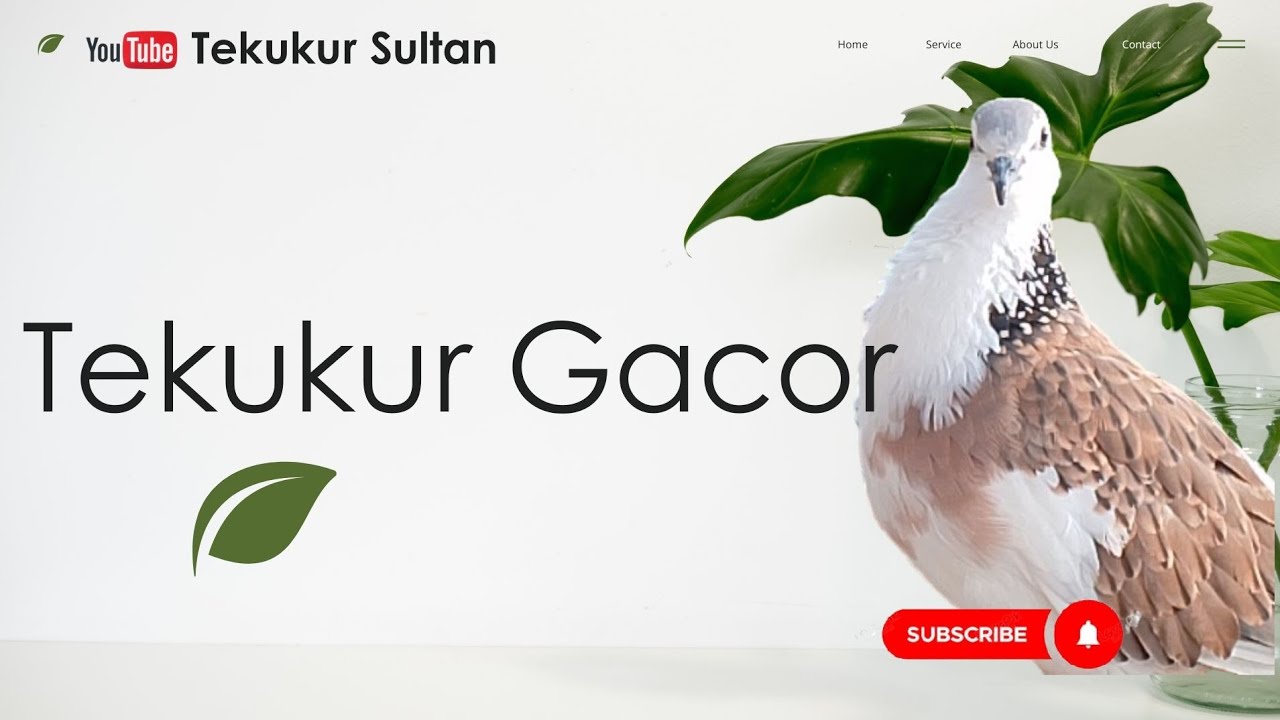 Suara Burung Tekukur Sultan Gacor - YouTube