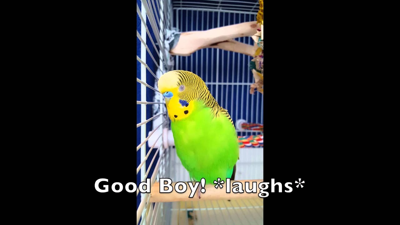 Mr. Poof- The Talking Budgie - YouTube