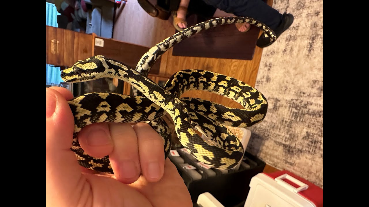 Rivendell video 1 - Jungle Carpet Python - YouTube