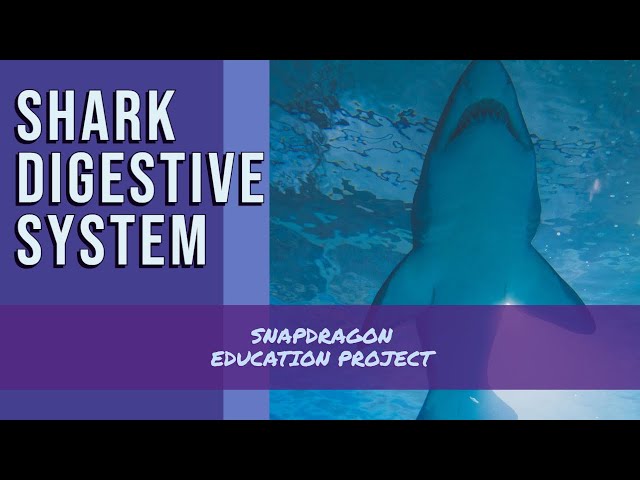 Shark Digestive System
