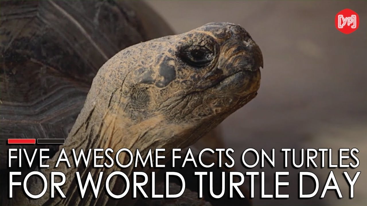 Five awesome facts on turtles for World Turtle Day - YouTube