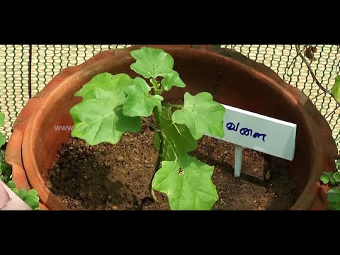 Thuthuvalai - Best herbal plant cure cancer | plant @ your terrace ...