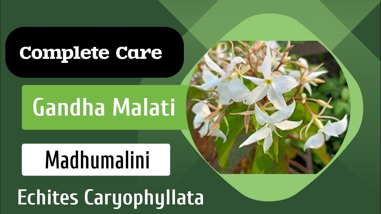 Echites caryophyllata Aganosoma heynei Malati Lata Scented flower of ...