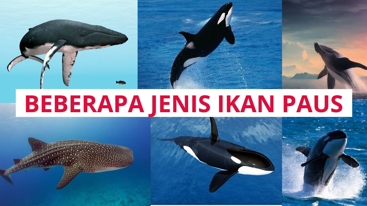 Beberapa jenis ikan paus #ikanpaus #animals #belajar - YouTube