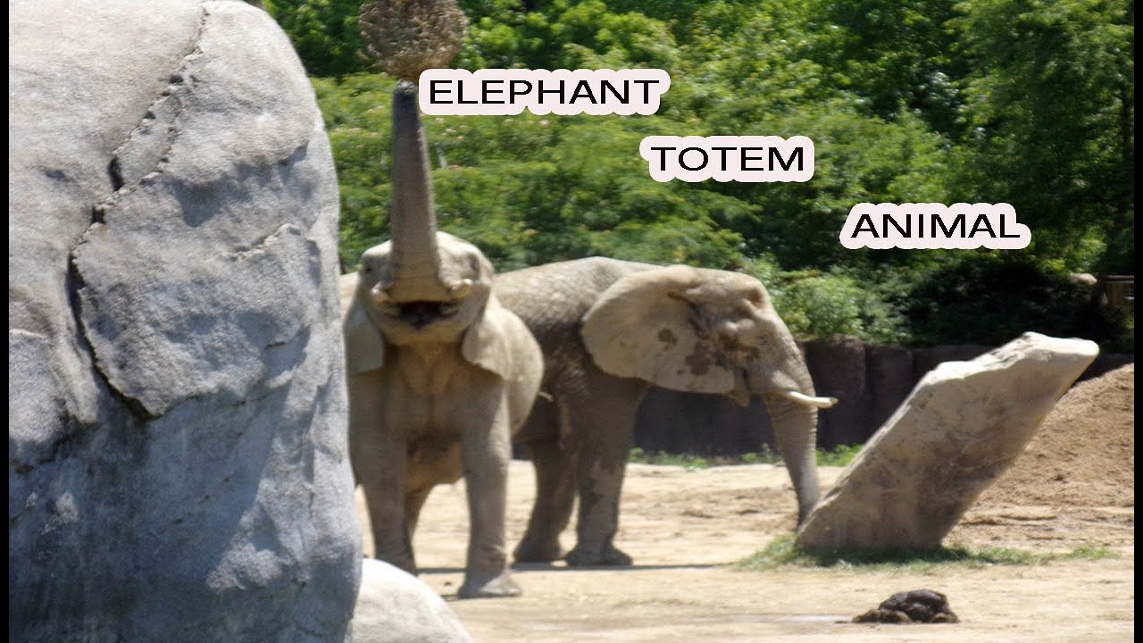 Elephant Totem Animal and The Messages it Sends. - YouTube