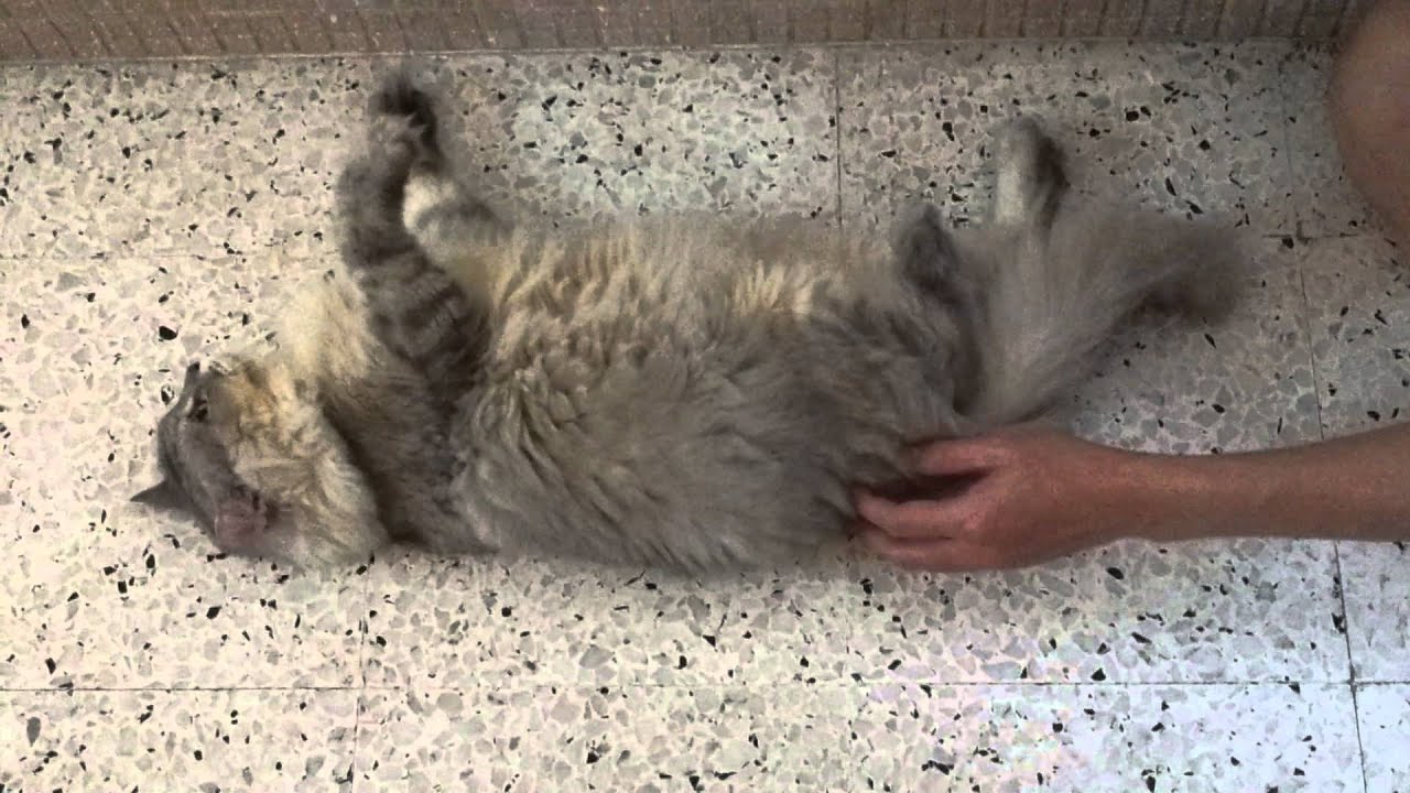 Playing with angry cat (Mao Mao) - YouTube