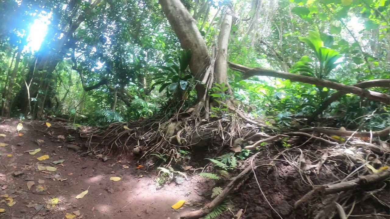 Ohana trail Kailua, HI Down From Renegade junction 1 - YouTube