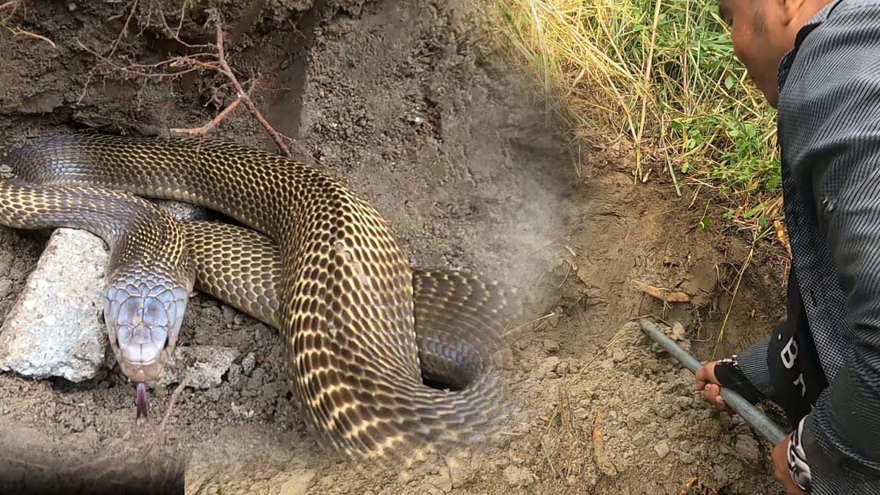 Tumayo ang balahibo ni kagawad ng makita ang cobra - YouTube