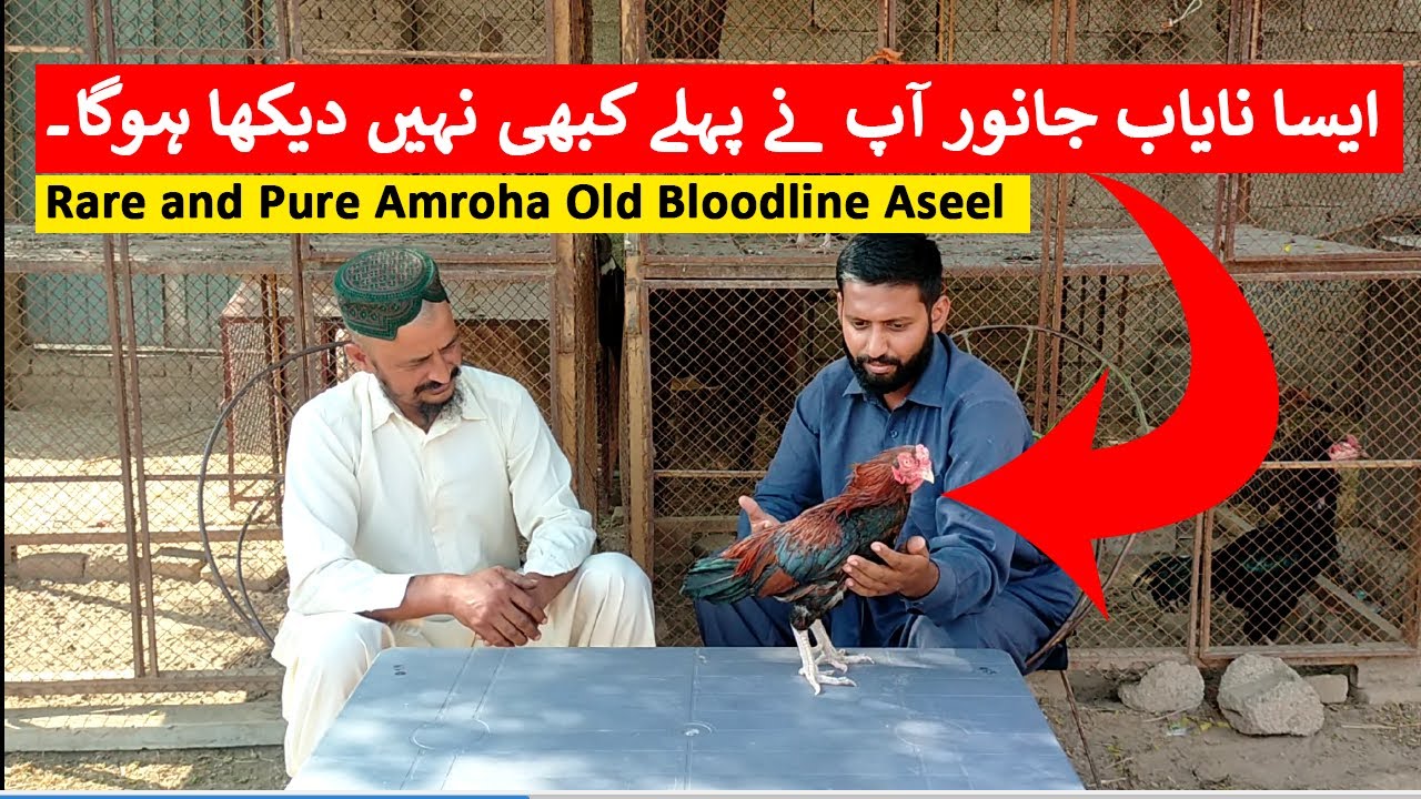 Rare and Pure Amroha Old Bloodline Aseel - YouTube