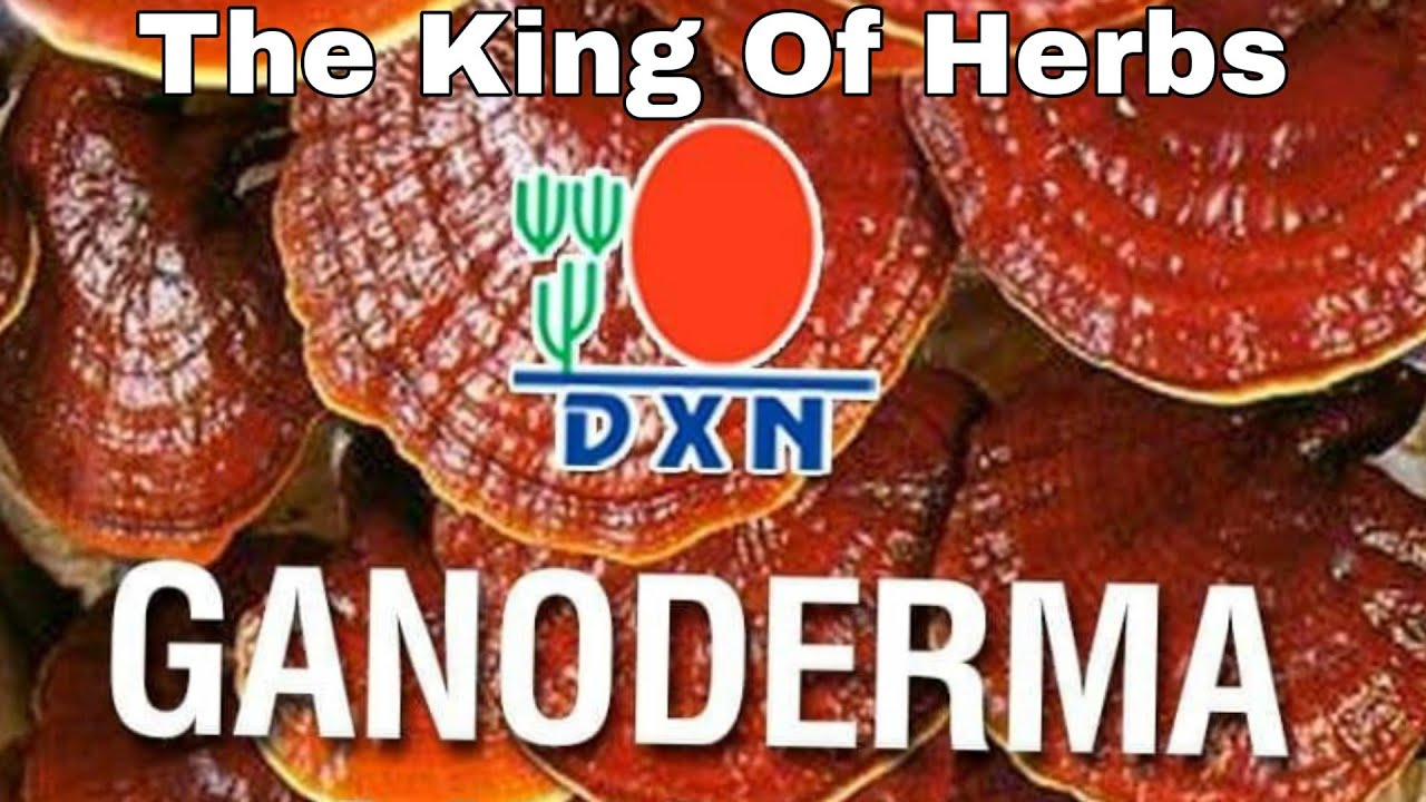 DXN Ganoderma The Miraculous King Of Herbs | Health Benefits Of Reishi ...