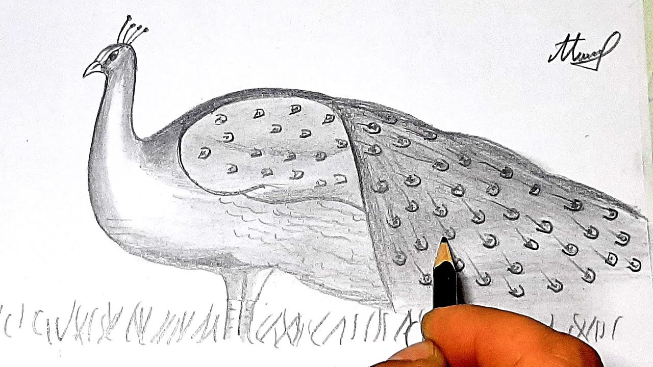 How to draw a peacock for kids - YouTube