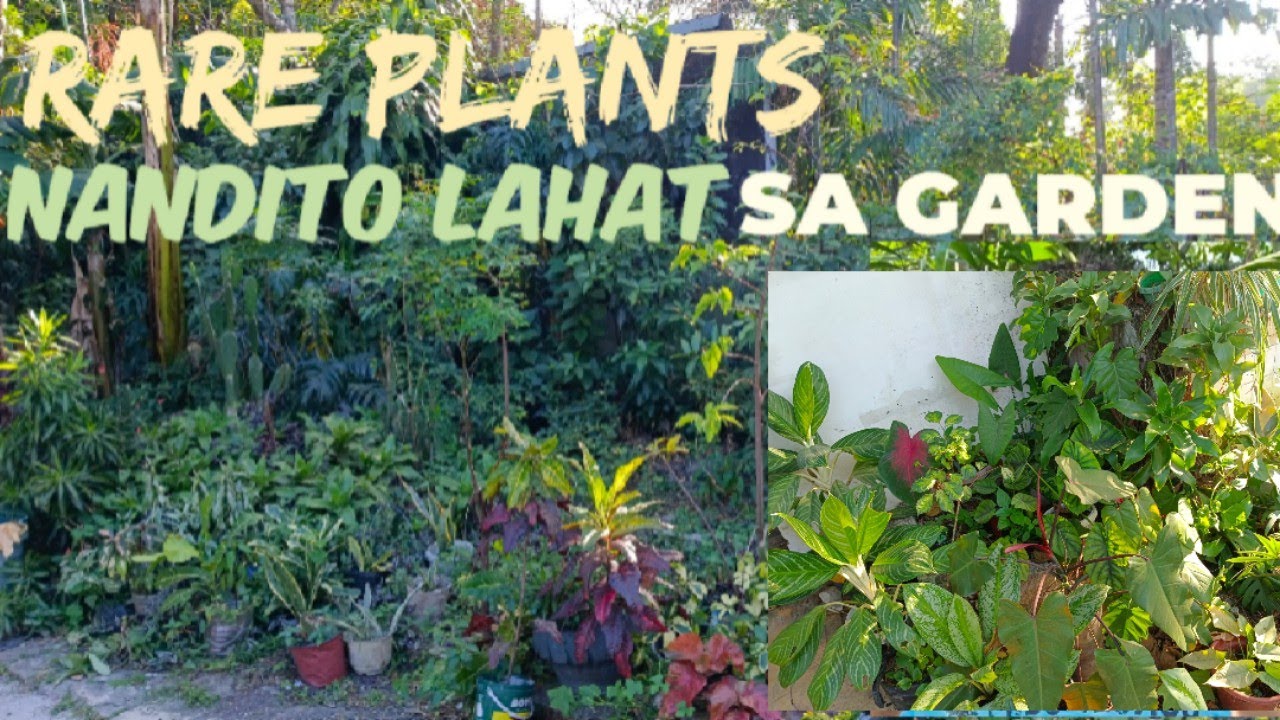 Ibat Ibang Klase Ng Rare Plants Mamahalin man o Mura Nagkalat lang sa ...