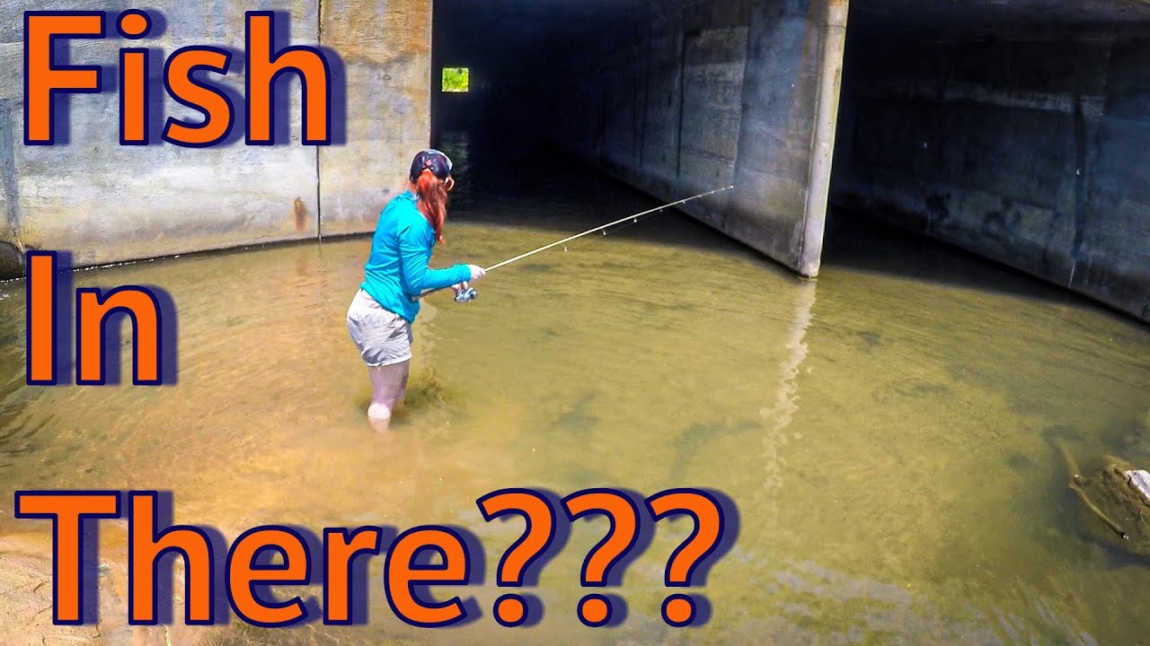 Central Alabama Creek Wading (Multispecies Fishing) - YouTube
