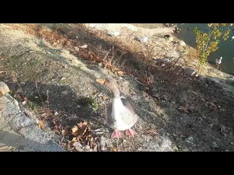 KONYA SİLLE KENDİM ÇEKTİM VİDEOYU