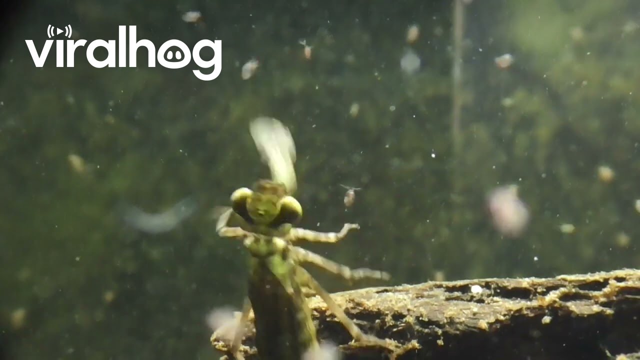 Dragonfly Nymph Hunts Water Flea || ViralHog - YouTube