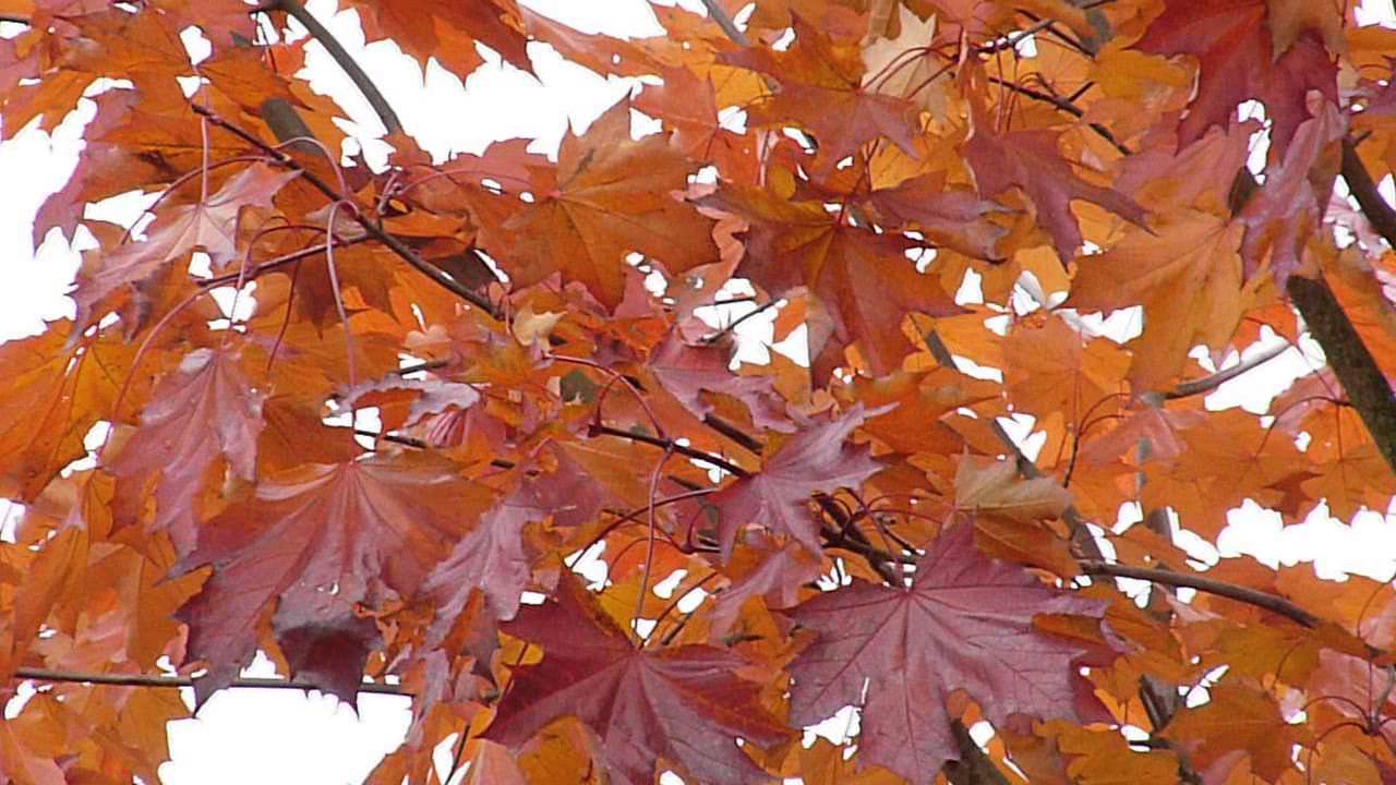 Acer platanoides Royal Red - YouTube