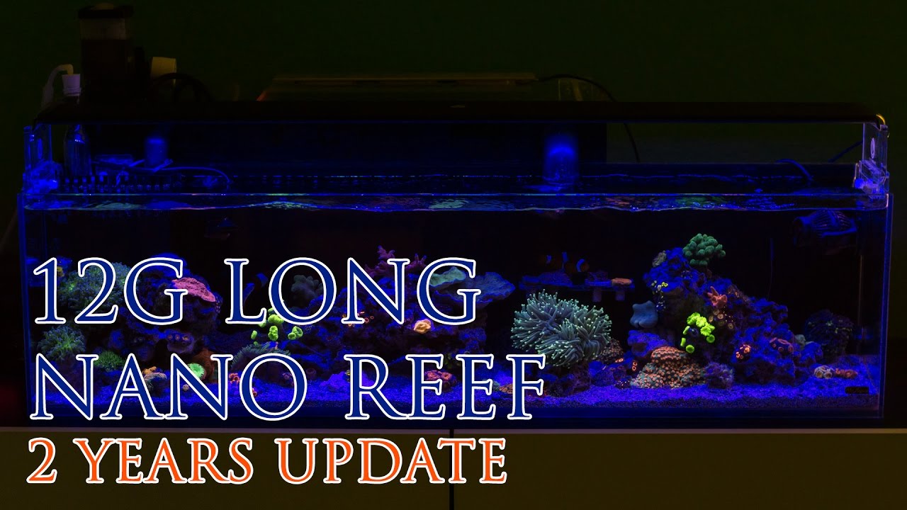 12 Gallons Long Nano Reef Tank Update - 2 Years Old - YouTube