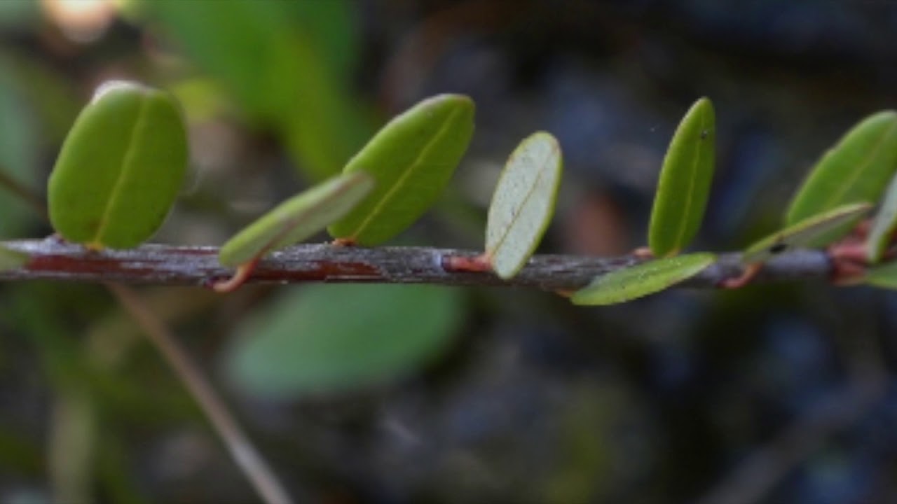 Vaccinium oxycoccos (Ericaceae) small cranberry - YouTube