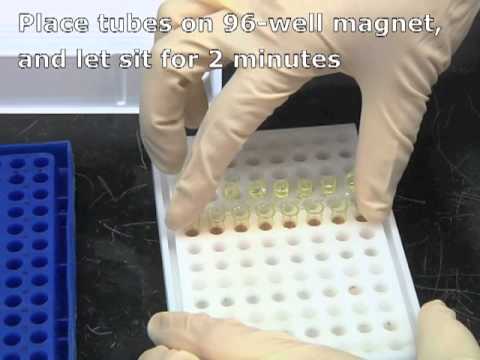 Pipetting technique for bead-based separation. - YouTube