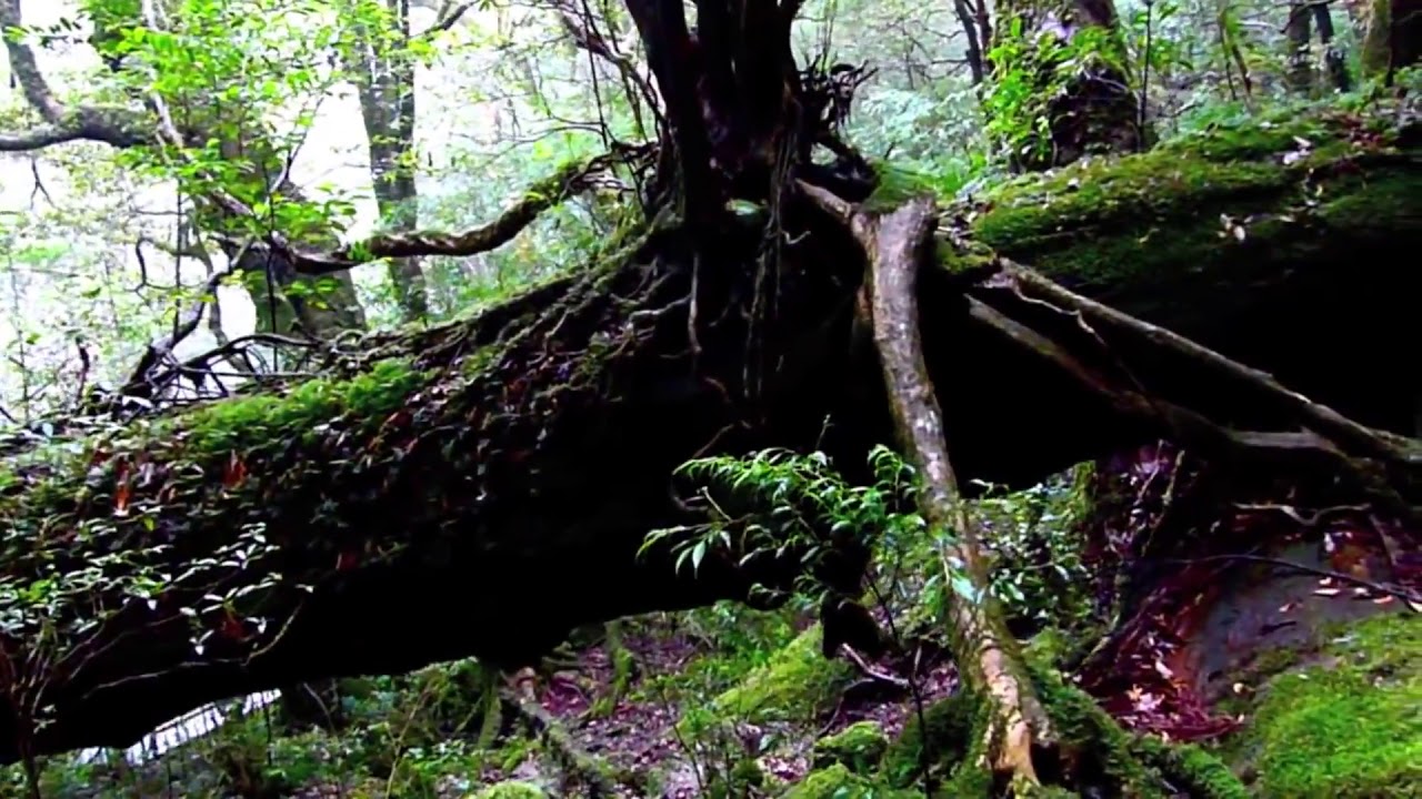 Forest 7 Video Background HD 1080p - YouTube