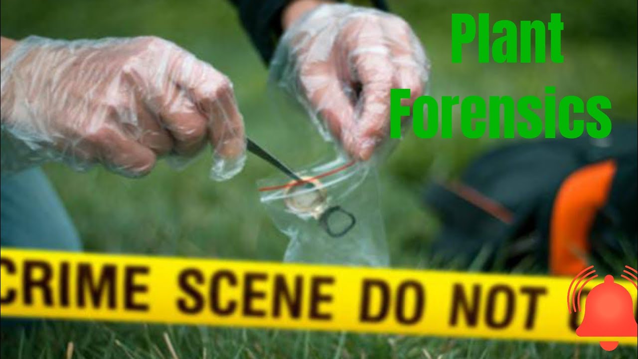 Forensic Botany: The Unexpected Role of Plants in Crime Solving - YouTube