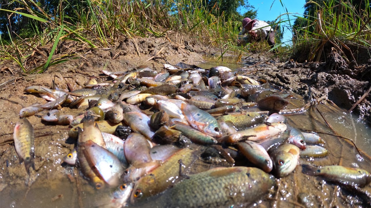 Wow Wow Amazing Fishing! Catch a lot of fish in field when dry water ...