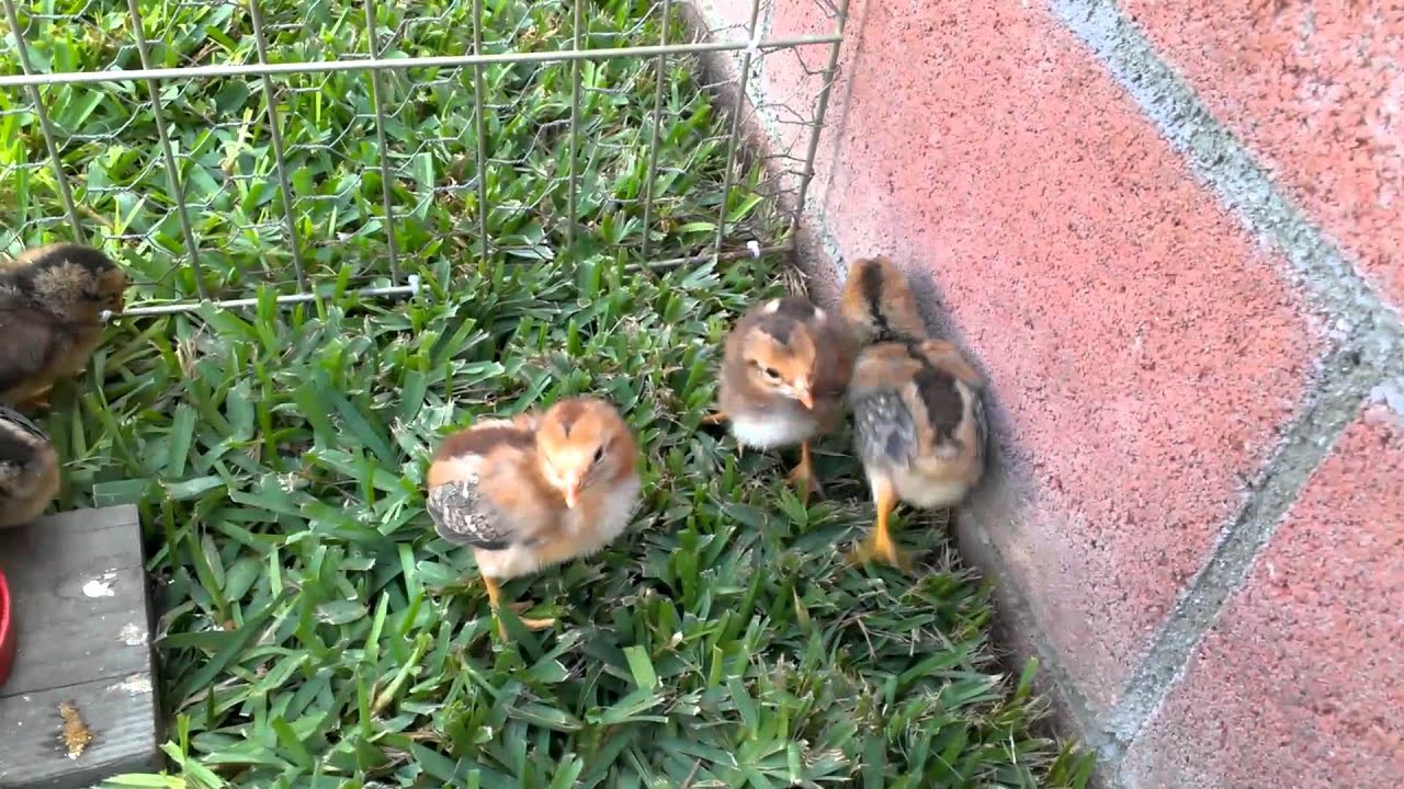 Kelso chicks - YouTube