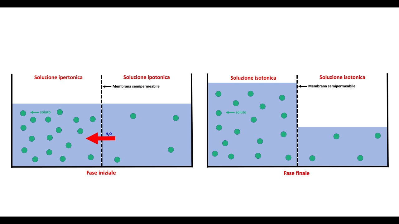 Trasporti passivi: diffusione semplice, facilitata e osmosi - YouTube