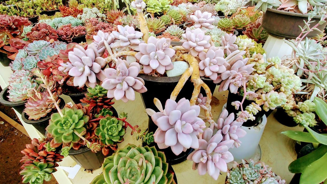 다육이 농장Succulent plantation farm - YouTube