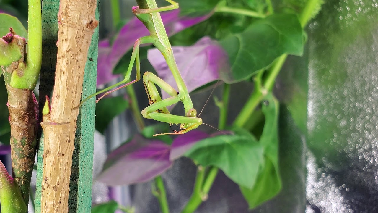 feeding-honey-to-a-praying-mantis-youtube