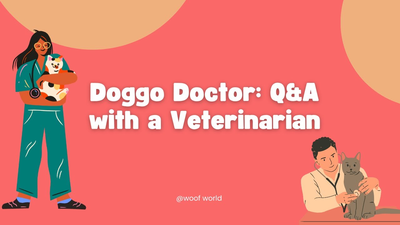 Doggo Doctor: Q&A with a Veterinarian - YouTube