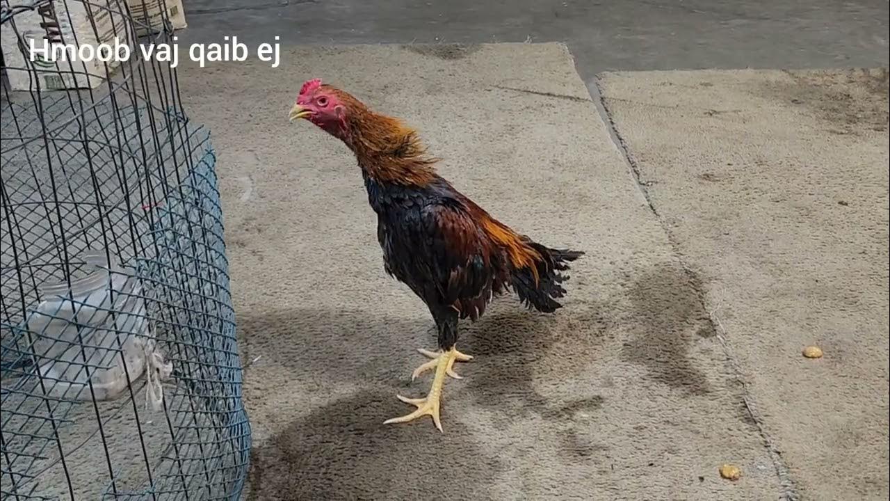 answer cov phooj ywg txog kev tu thiab ntaus qaib txawm teb tsis raws nej siab xav los thov zam ...