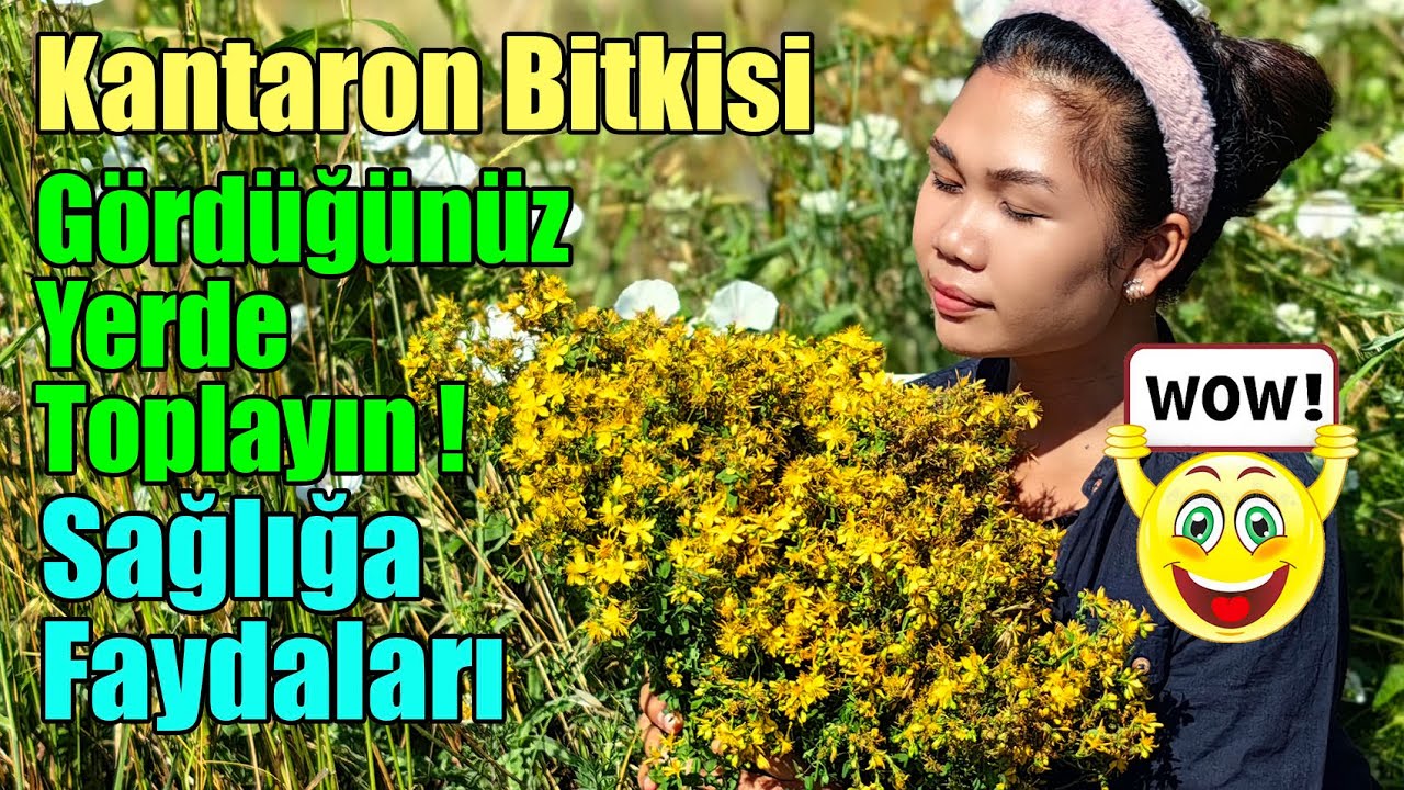 Kantaron Bitkisi, Kantaron Çayı, Kantaron Yağı, Sağlığa Faydaları - YouTube