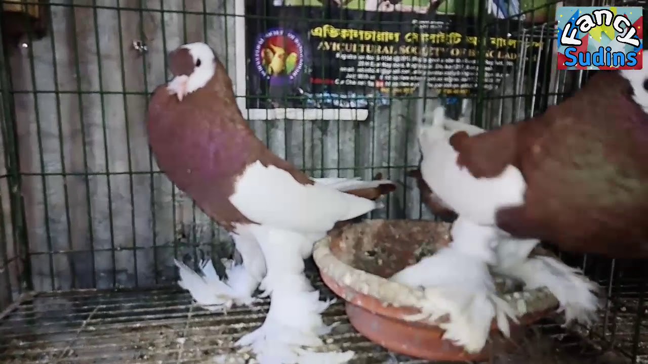 Red Pouter Pigeon - YouTube