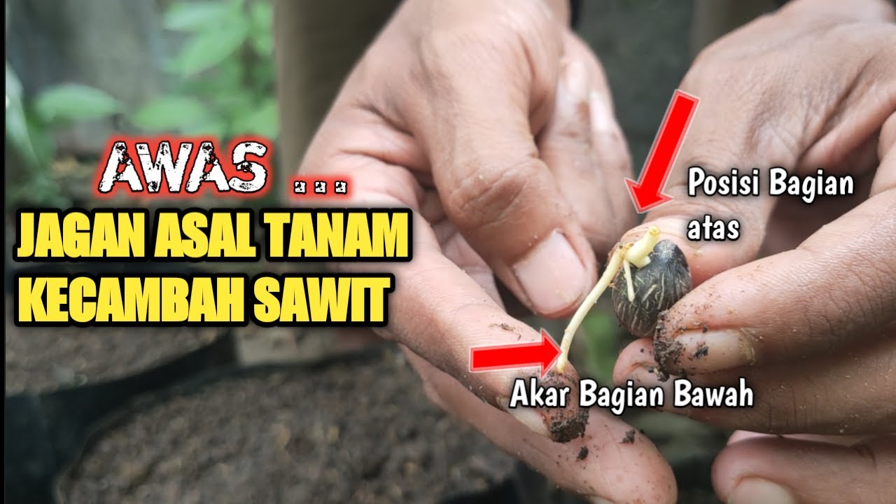 Wajib Di Perhatikan Cara Menanam Kecambah Kelapa Sawit Yang Benar