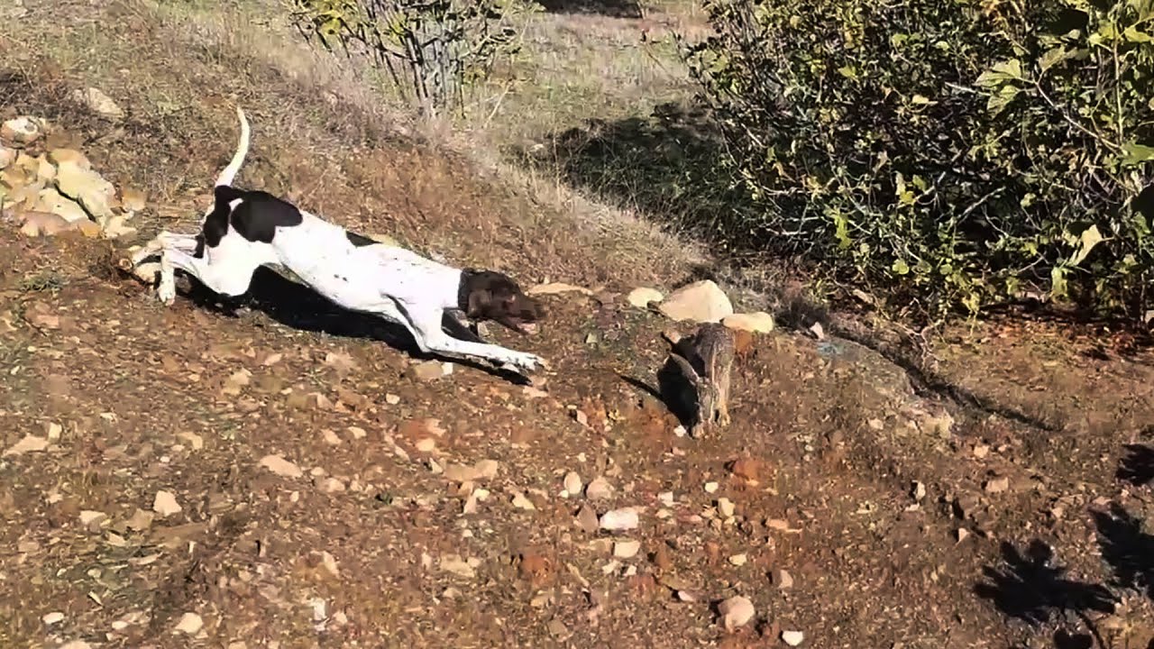 Chasse Perdrix et Lièvre au Maroc PART 2 (Saison 2020-2021) - YouTube