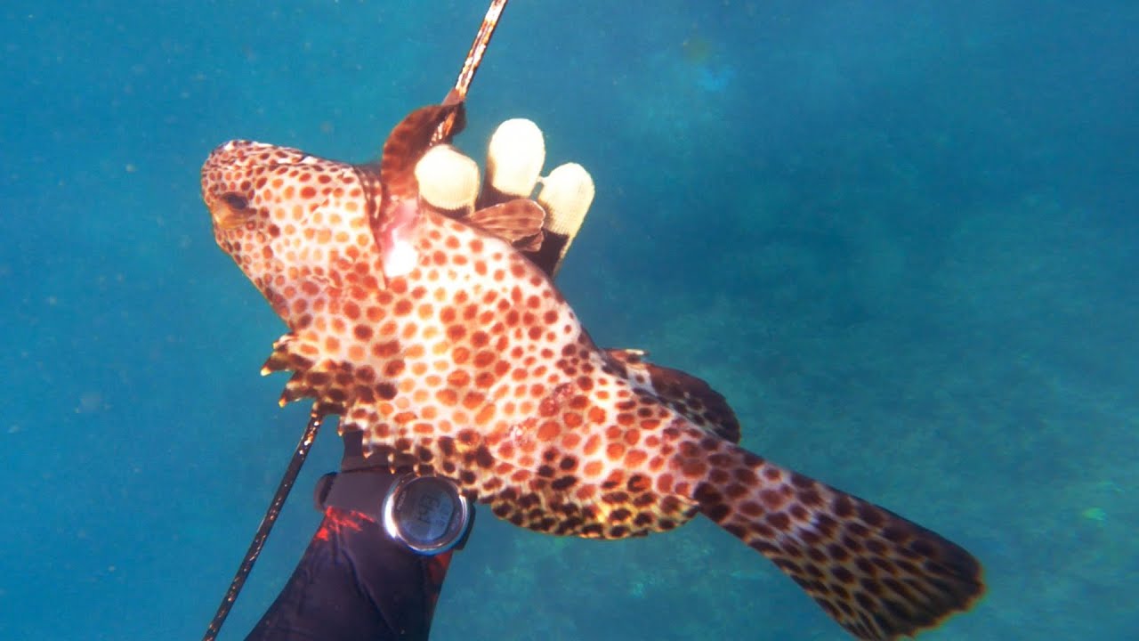 SPEARFISHING Mencari Kerapu Di Batu - Fish Hunting in Indonesia - YouTube