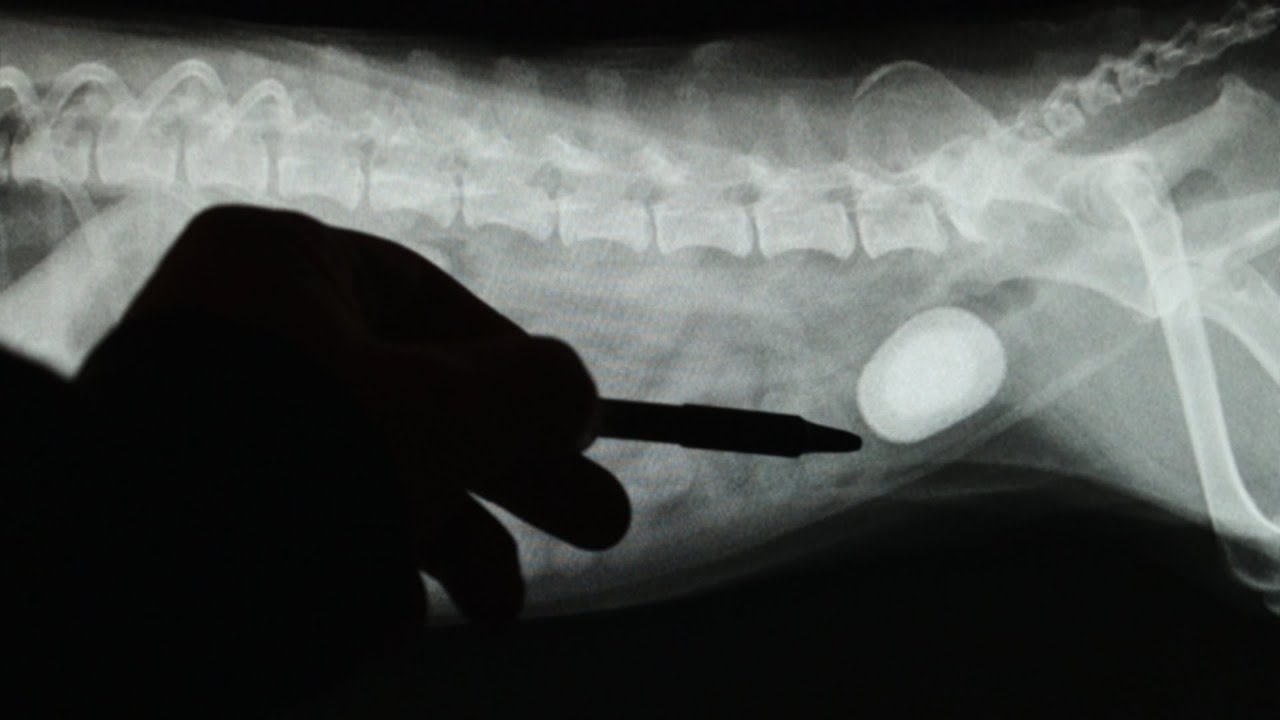 Dog Bladder Surgery - YouTube