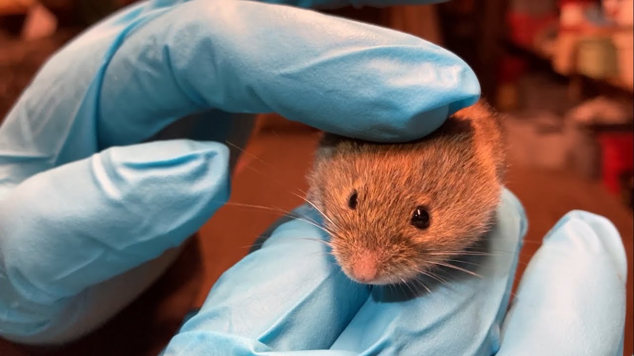 Studying bank vole movement behaviour in Finland - YouTube