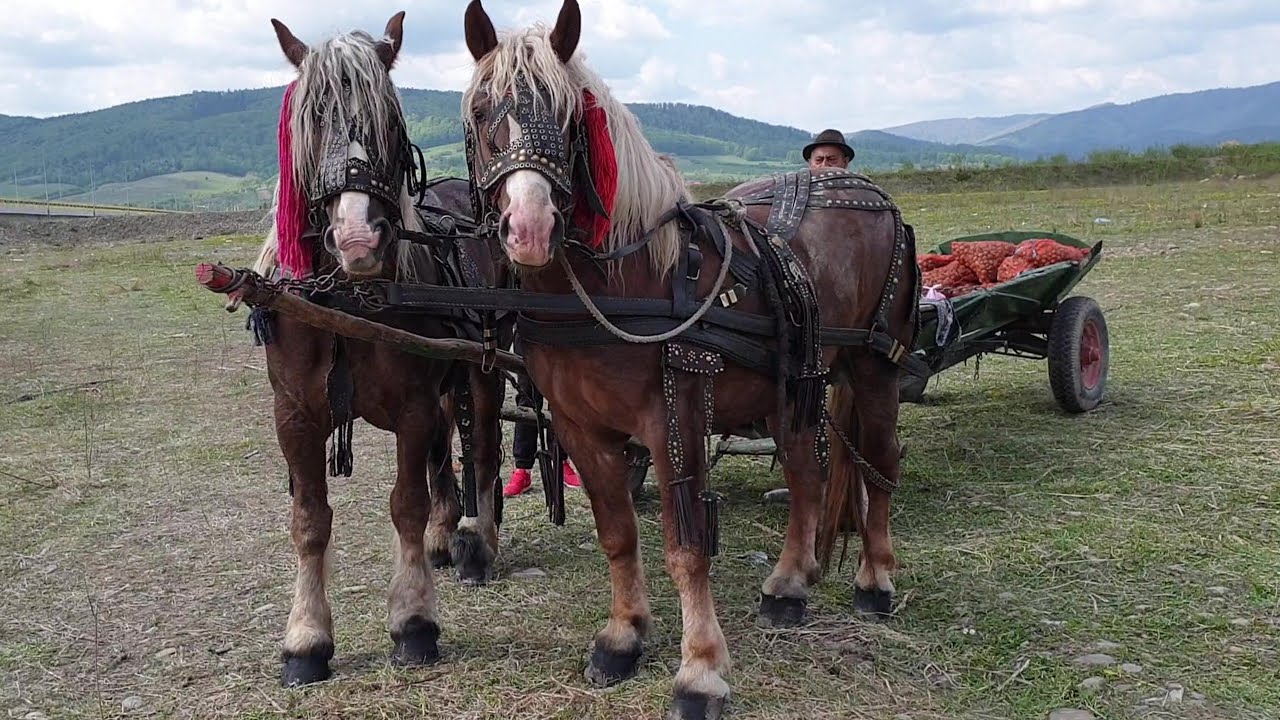 Armăsari Cai Grei dl.-Petrea- Horodnic de Sus-Suceava. - YouTube