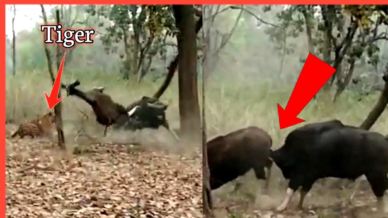 Very Aggressive Gaur Attack Cow - YouTube