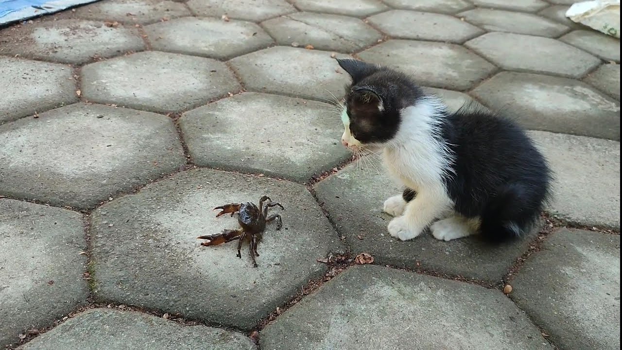 Lucunya anak kucing bermain bersama kepiting - YouTube