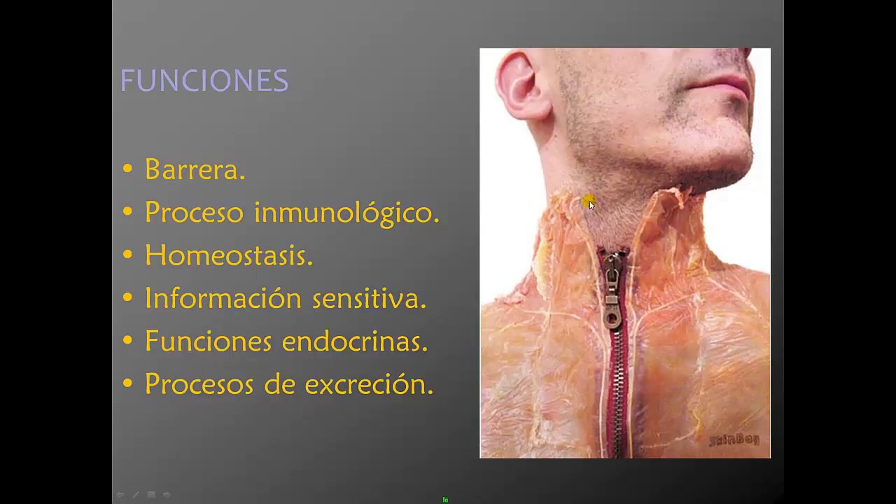 Clase de Piel y Faneras Cutáneas - YouTube