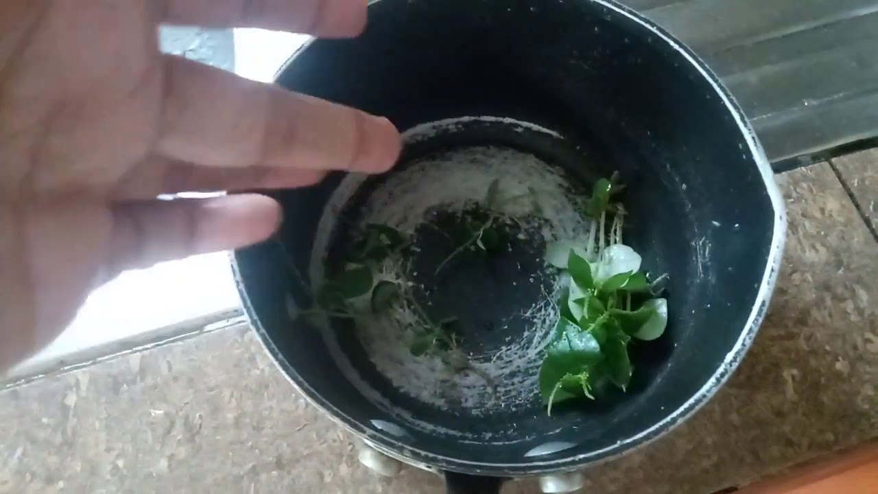 Day 7/30. Homemade Pansit-pansitan Tea - YouTube