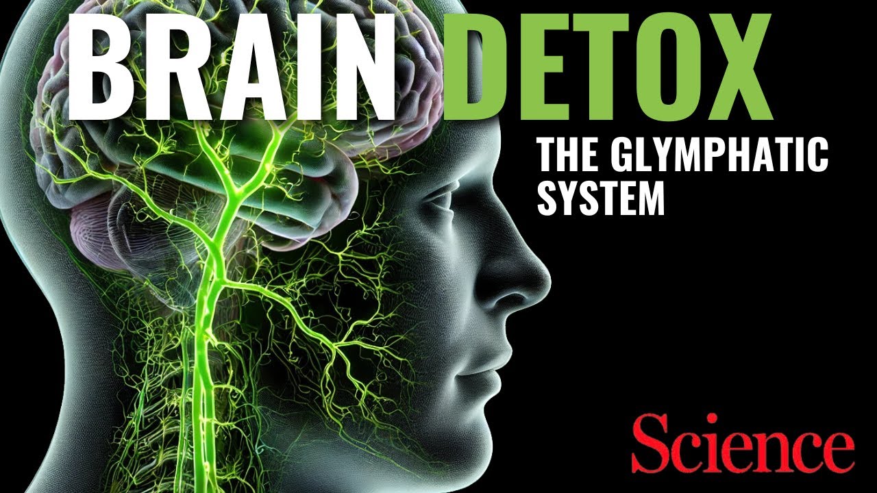 Brain Detox: The Glymphatic System – How Your Brain Cleans Itself - YouTube