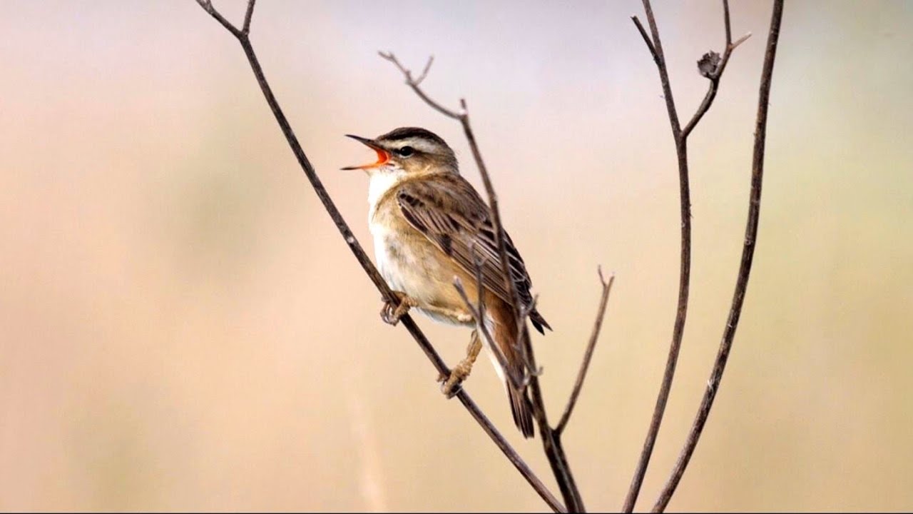 Sedge Warbler Singing - YouTube
