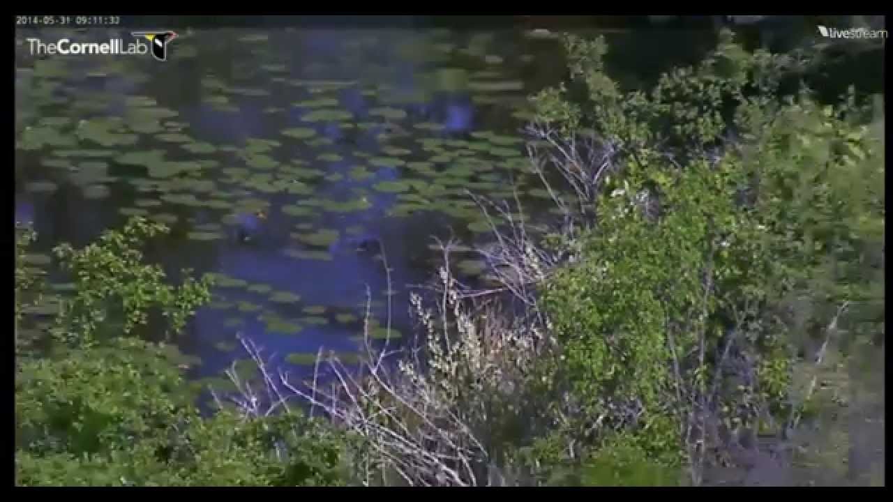 Video 2014 05 31 091000 GBH FLIES FROM BERM AROUND POND DISAPPEARS OVER ...
