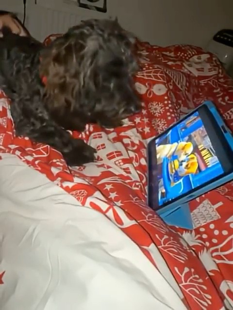 Puppy watching an IPad - Cartoons for Dogs - YouTube