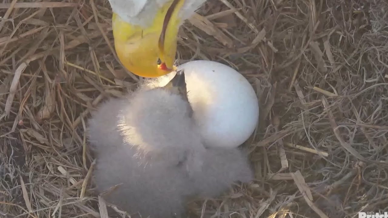 Eaglet crop full during third breakfast | SWFL Eagles | Dec 16, 2024 ...